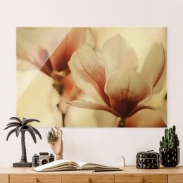 Bilderwelten Glasbild Blumen Motiv rosa Glas Wandbild - Zarte Magnolienbl&uuml;ten im Lichtspiel - Deko Wohnzimmer Schlafzimmer