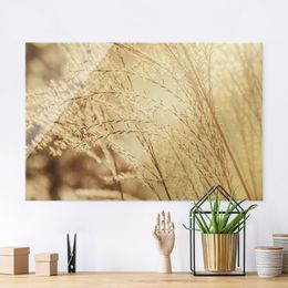 Bilderwelten Glasbild Blumen Landhaus beige Glas Wandbild - Pampasgras Close Up - Gr&auml;ser Wohnzimmer Schlafzimmer