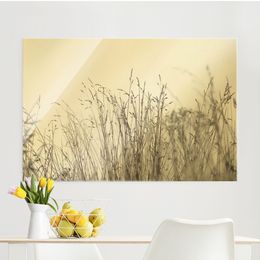 Bilderwelten Glasbild Blumen Landhaus beige Glas Wandbild - Winterliche Gr&auml;ser - Gr&auml;ser Wohnzimmer Schlafzimmer