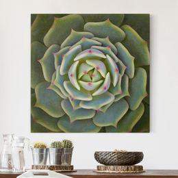 Bilderwelten Leinwandbild Blumen Tropisch Kunstdruck gr&uuml;n - Sukkulente - Echeveria Ben Badis - Pflanzen XXL Wohnzimmer Schlafzimmer