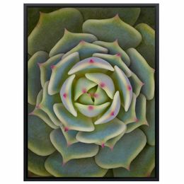 Bilderwelten Leinwandbild - Hochformat Sukkulente - Echeveria Ben Badis