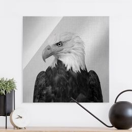 Bilderwelten Glasbild Tiere Motiv schwarz weiss Glas Wandbild - Seeadler Sokrates Schwarz Wei&szlig; - V&ouml;gel Kinderzimmer Baby M&auml;dchen Jungen