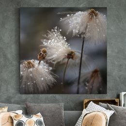 Bilderwelten Leinwandbild - Quadrat Pusteblumen mit Schneeflocken