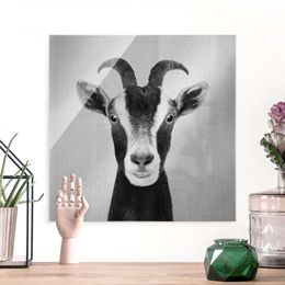 Bilderwelten Glasbild Tiere Motiv schwarz weiss Glas Wandbild - Ziege Zora Schwarz Wei&szlig; - Deko Kinderzimmer Baby M&auml;dchen Jungen