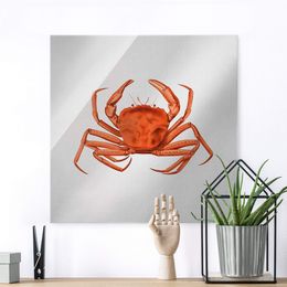 Bilderwelten Glasbild Strand Illustration rot Glas Wandbild - Vintage Illustration Rote Krabbe - Unterwasser Wohnzimmer Schlafzimmer