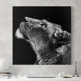 Bilderwelten Leinwandbild Tiere Motiv Kunstdruck schwarz weiss - Portrait einer L&ouml;win - L&ouml;we XXL Wohnzimmer Schlafzimmer