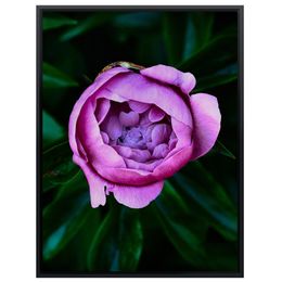 Bilderwelten Leinwandbild - Hochformat Lila Pfingstrosenbl&uuml;te vor Bl&auml;ttern