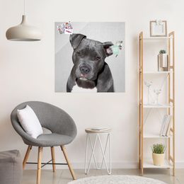 Bilderwelten Glasbild Tiere Motiv schwarz weiss Glas Wandbild - Pitbull Pelle - Hund Kinderzimmer Baby M&auml;dchen Jungen