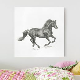 Bilderwelten Leinwandbild Tiere Illustration Kunstdruck weiss - Wildpferd-Studie - Hengst - Pferde XXL Wohnzimmer Schlafzimmer