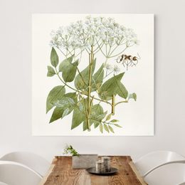Bilderwelten Leinwandbild - Quadrat Wildkr&auml;uter Schautafel V