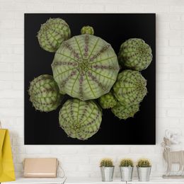 Bilderwelten Leinwandbild - Quadrat Euphorbia - Seeigelwolfsmilch