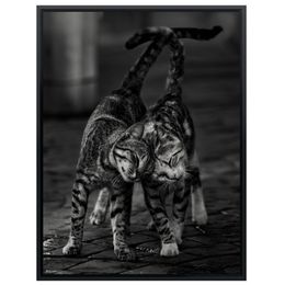 Bilderwelten Leinwandbild - Hochformat K&auml;tzchenfreundschaft