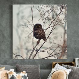 Bilderwelten Leinwandbild Tiere Motiv Kunstdruck beige - Eule im Winter - Eule XXL Wohnzimmer Schlafzimmer