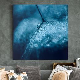 Bilderwelten Leinwandbild - Quadrat Blaue Pusteblume im Regen