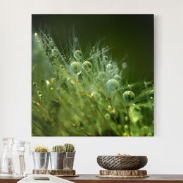 Bilderwelten Leinwandbild Tropisch Kunstdruck gr&uuml;n - Gr&uuml;ne Samen im Regen - Pflanzen XXL Wohnzimmer Schlafzimmer