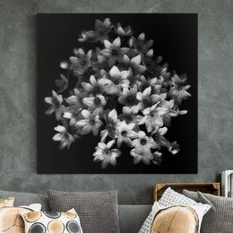 Bilderwelten Leinwandbild Blumen Motiv Kunstdruck schwarz weiss - Dunkler Clematis Strau&szlig; - Wandbild XXL Wohnzimmer Schlafzimmer