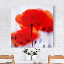 Bilderwelten Leinwandbild - Quadrat Magic Poppies