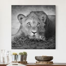 Bilderwelten Leinwandbild Tiere modern Kunstdruck Leinwanddruck - Lurking Lionbaby - L&ouml;we XXL Wohnzimmer Schlafzimmer