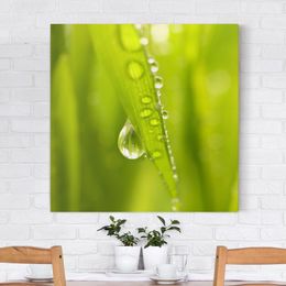 Bilderwelten Leinwandbild Tropisch Kunstdruck Leinwanddruck - Morning Dew - Wandbild XXL Wohnzimmer Schlafzimmer