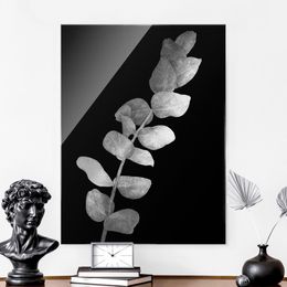 Bilderwelten Glasbild Tropisch schwarz Glas Wandbild - Silber - Eukalyptus auf Schwarz - Pflanzen Wohnzimmer Schlafzimmer