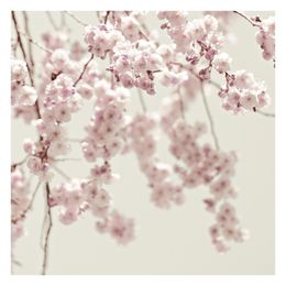 Bilderwelten Fototapete Blumen Motiv Wandtapete weiss - Kirschbl&uuml;tentanz - Kirschbl&uuml;te Wohnzimmer Schlafzimmer