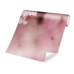 Bilderwelten Fototapete Kirschbl&uuml;te im Violetten Licht