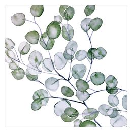 Bilderwelten Fototapete Gr&uuml;nes Aquarell Eukalyptuszweig Malerei Aquarell,Botanik Pflanzen Wohnzimmer,Schlafzimmer Vliestapete inkl. Kleister oder selbstklebend