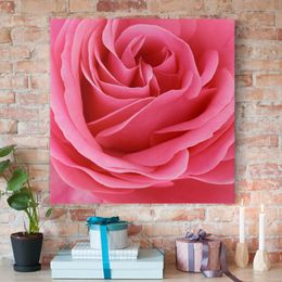 Bilderwelten Leinwandbild - Quadrat Lustful Pink Rose