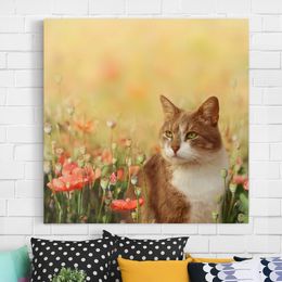 Bilderwelten Leinwandbild - Quadrat Katze im Mohnfeld
