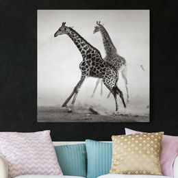 Bilderwelten Leinwandbild Tiere Motiv Kunstdruck schwarz weiss - Giraffenjagd - Giraffen XXL Wohnzimmer Schlafzimmer