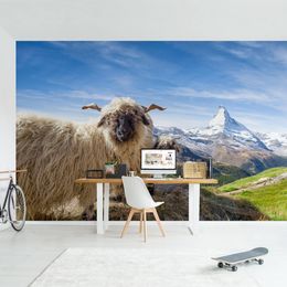 Bilderwelten Fototapete Natur Motiv Wandtapete blau - Schwarznasenschafe von Zermatt - Schweiz Wohnzimmer Schlafzimmer