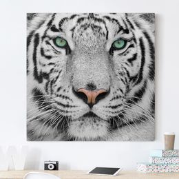 Bilderwelten Leinwandbild Tiere modern Kunstdruck schwarz weiss - Wei&szlig;er Tiger - Tiger XXL Wohnzimmer Schlafzimmer