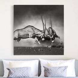 Bilderwelten Leinwandbild Tiere Motiv Kunstdruck schwarz weiss - Wilder Kampf - Wandbild XXL Wohnzimmer Schlafzimmer