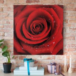 Bilderwelten Leinwandbild Blumen Motiv Kunstdruck rot - Rote Rose mit Wassertropfen - Rose XXL Wohnzimmer Schlafzimmer