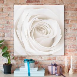 Bilderwelten Leinwandbild - Quadrat Pretty White Rose