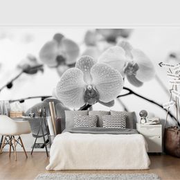 Bilderwelten Fototapete Nahaufnahme Orchidee Schwarz-Wei&szlig; Landhaus,Botanik Orchidee Wohnzimmer,Schlafzimmer Vliestapete inkl. Kleister oder selbstklebend