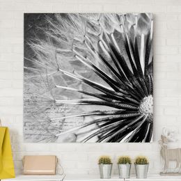 Bilderwelten Leinwandbild - Quadrat Pusteblume Schwarz & Wei&szlig;