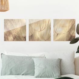 Bilderwelten Glasbild Blumen Motiv beige Glas Wandbild - Pusteblumen Nahaufnahme in wohnlicher Sepia T&ouml;nung - Pusteblume Wohnzimmer Schlafzimmer