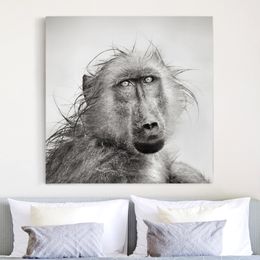 Bilderwelten Leinwandbild Tiere Motiv Kunstdruck Leinwanddruck - Crying Baboon - Affe XXL Wohnzimmer Schlafzimmer