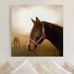 Bilderwelten Leinwandbild Tiere Motiv Kunstdruck Leinwanddruck - Early Horse - Wandbild XXL Wohnzimmer Schlafzimmer