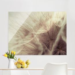 Bilderwelten Glasbild Blumen Vintage beige Glas Wandbild - Detailreiche Pusteblumen Makroaufnahme mit Vintage Blur Effekt - Pusteblume Wohnzimmer Schlafzimmer