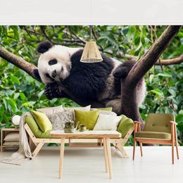 Bilderwelten Fototapete Wald Motiv Wandtapete gr&uuml;n - Schlafender Panda auf Ast - B&auml;ume Wohnzimmer Schlafzimmer