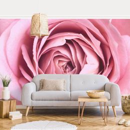 Bilderwelten Fototapete Blumen Landhaus Wandtapete rosa - Rosa Rosenbl&uuml;te - Rose Wohnzimmer Schlafzimmer