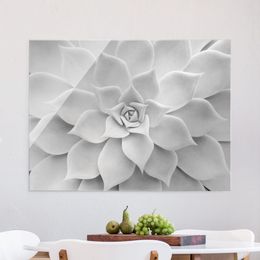 Bilderwelten Glasbild Blumen Tropisch schwarz weiss Glas Wandbild - Kaktus Sukkulente - Pflanzen Wohnzimmer Schlafzimmer