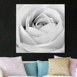 Bilderwelten Leinwandbild - Quadrat Close Up Rose
