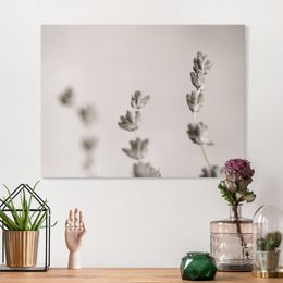 Bilderwelten Leinwandbild Lavendel Studie