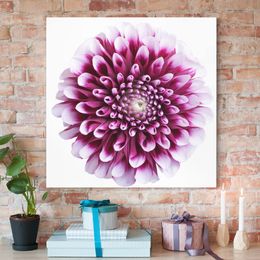 Bilderwelten Leinwandbild Blumen modern Kunstdruck Leinwanddruck - Aster - Wandbild XXL Wohnzimmer Schlafzimmer