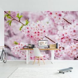 Bilderwelten Fototapete Blumen Motiv Wandtapete rosa - Japanische Kirschbl&uuml;ten - Kirschbl&uuml;te Wohnzimmer Schlafzimmer