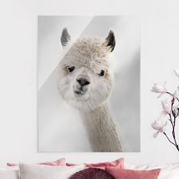 Bilderwelten Glasbild Tiere Motiv weiss Glas Wandbild - Alpaka Portrait - Deko Kinderzimmer Baby M&auml;dchen Jungen
