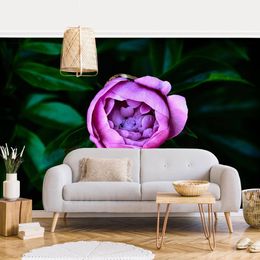 Bilderwelten Fototapete Blumen Motiv Wandtapete gr&uuml;n - Lila Pfingstrosenbl&uuml;te vor Bl&auml;ttern - Rose Wohnzimmer Schlafzimmer